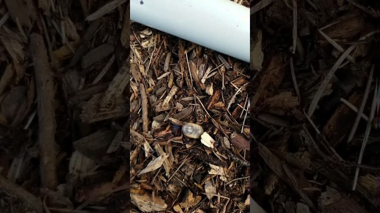 Found a grub (part 2)!