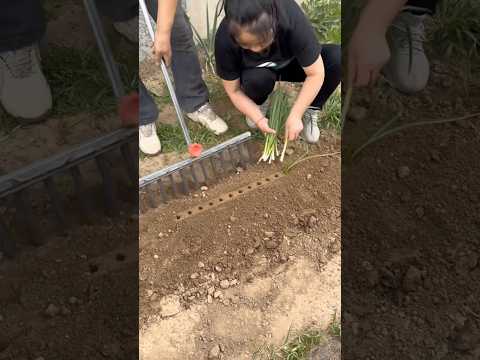 A good tool for planting onions easily and quickly