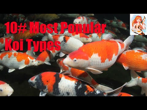 What color Japanese Koi Varieties is rare? - 10 Most Popular Types