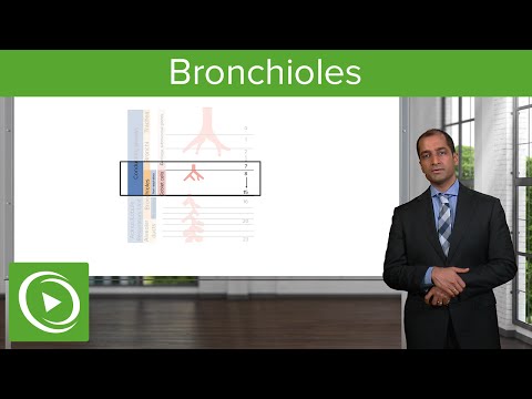 Bronchioles – Pulmonary Pathology | Lecturio