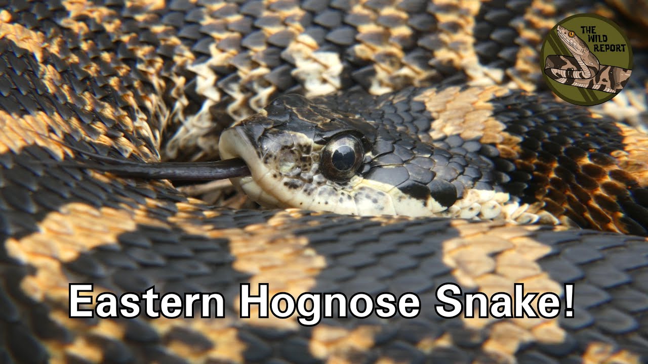 The Eastern Hognose Snake: Everything You Need To Know! (4K)