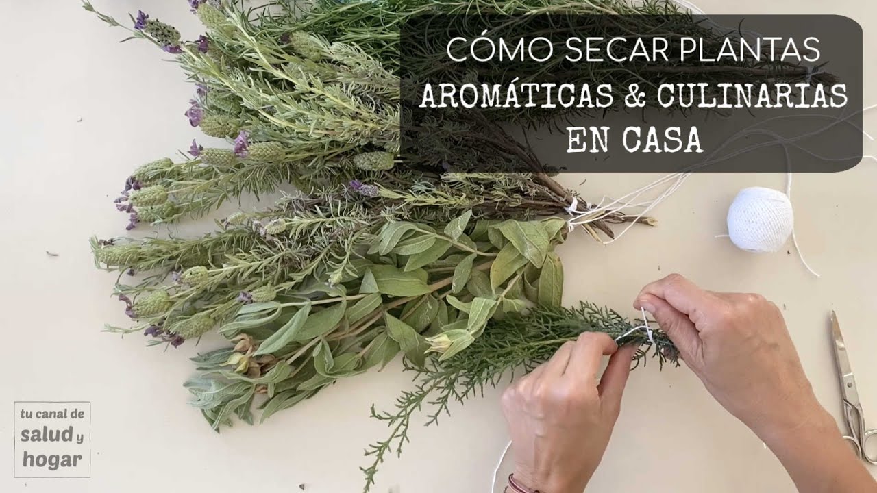Cómo secar hierbas aromáticas y culinarias en casa
