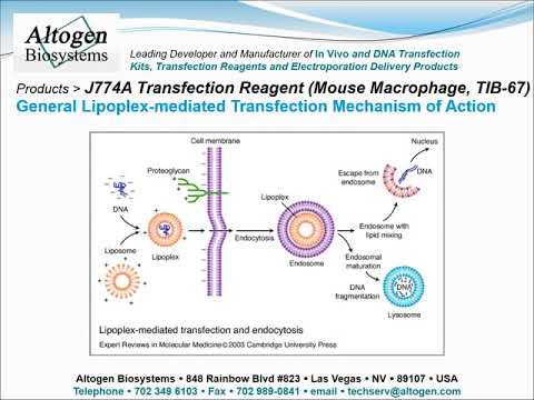 Altogen Biosystems J774A Transfection Reagent