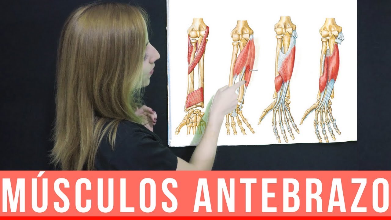 FOREARM MUSCLES: ANATOMY + MNEMMONICS | Medical Minds