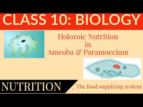 Class 10 Biology- Nutrition- Holozoic Nutrition in Ameoba and Paramoecium.