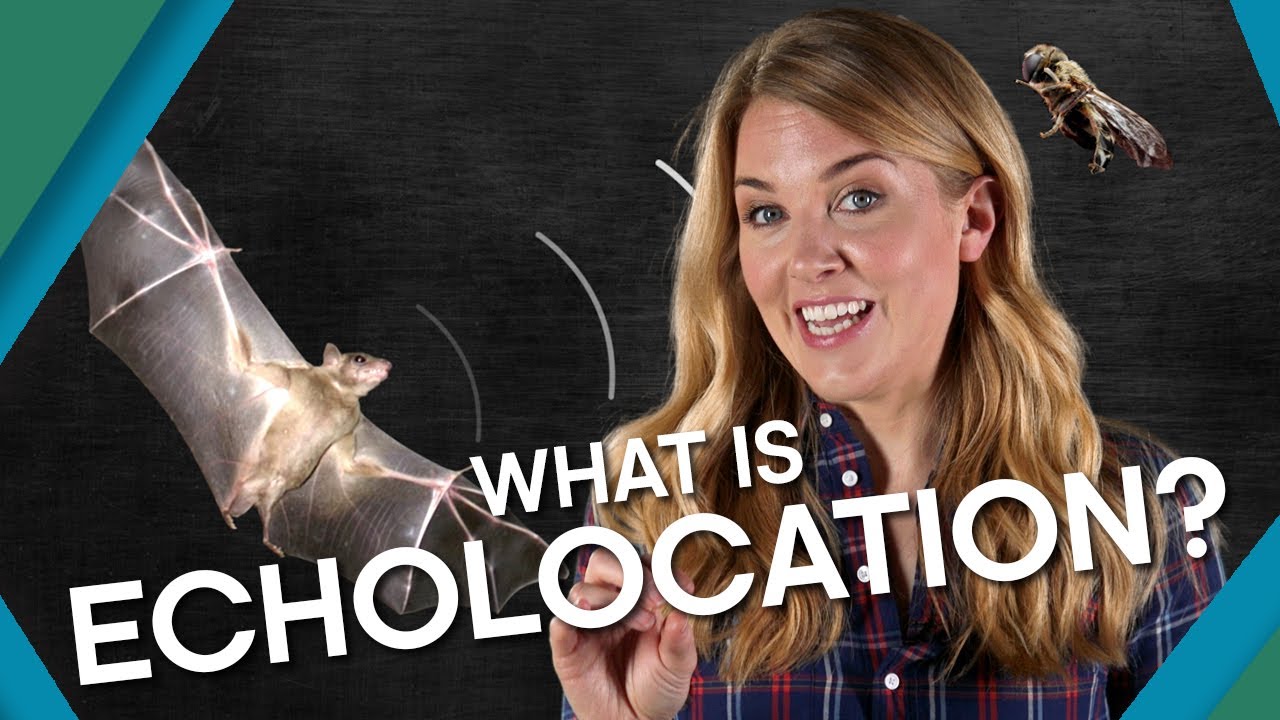 What Is Echolocation? | The Travel Edit