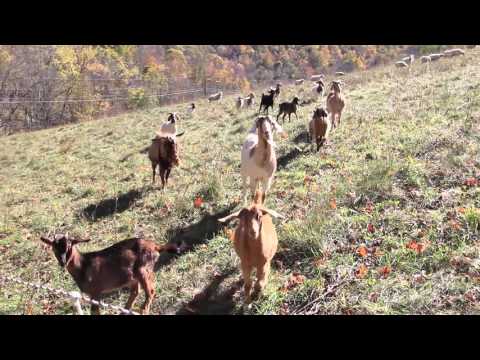 Virginia Forest Landowner Education Program Impact - Steve Hermansen