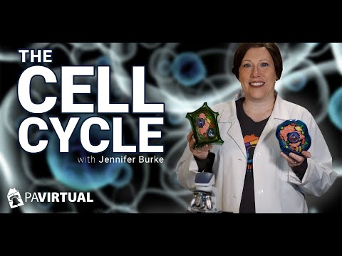 Teacher Tidbits: The Cell Cycle with Ms. Burke