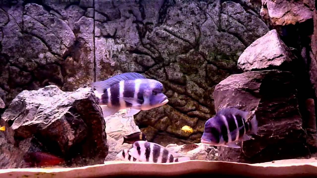 Electric Blue Jack Dempsey (EBJD) – Nandopsis Octofasciatum – Tropical ...