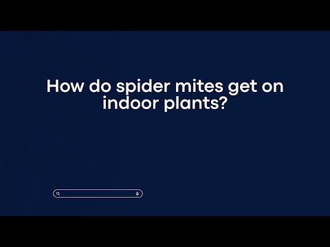 How do spider mites get on indoor plants?