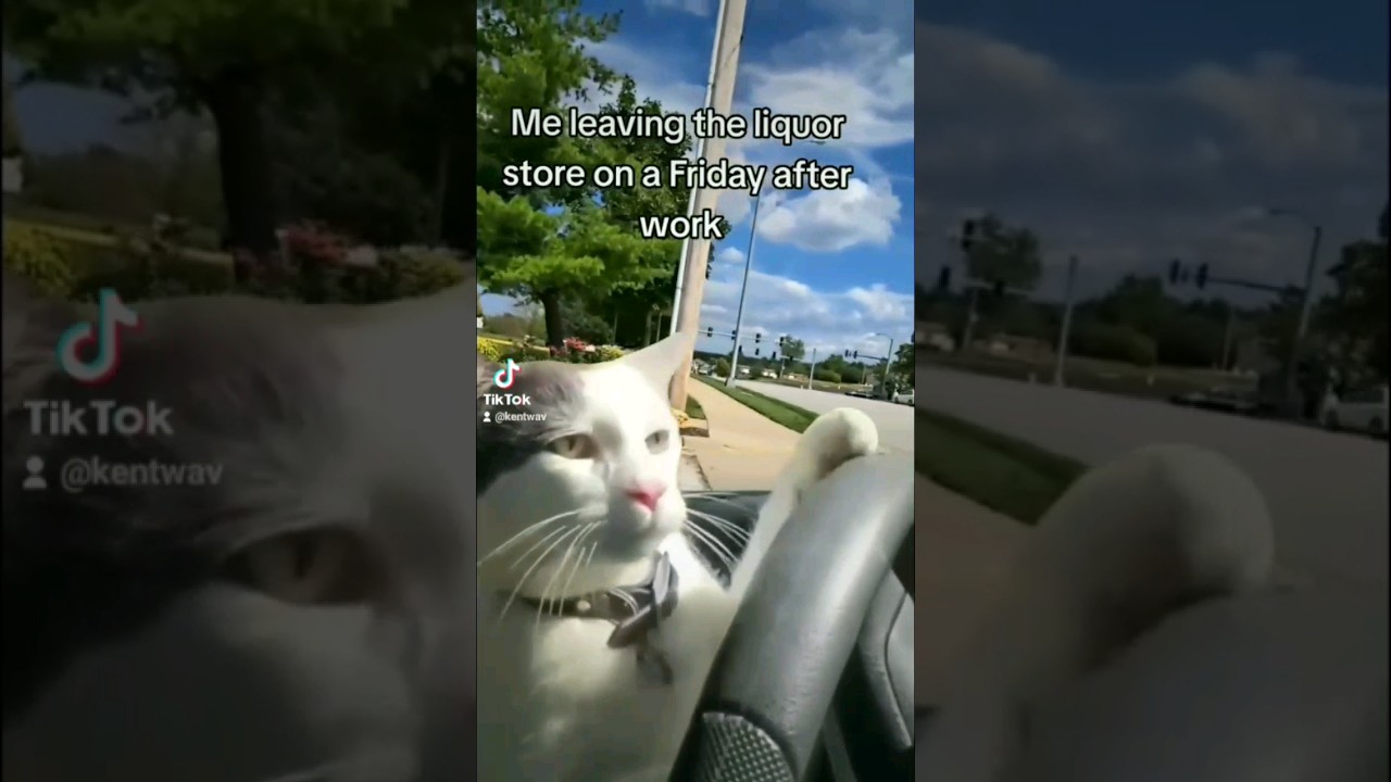 I let my cat drive the car