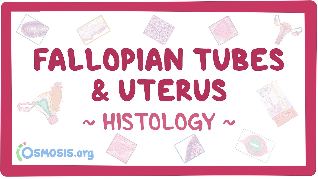 Fallopian tubes and uterus: Histology