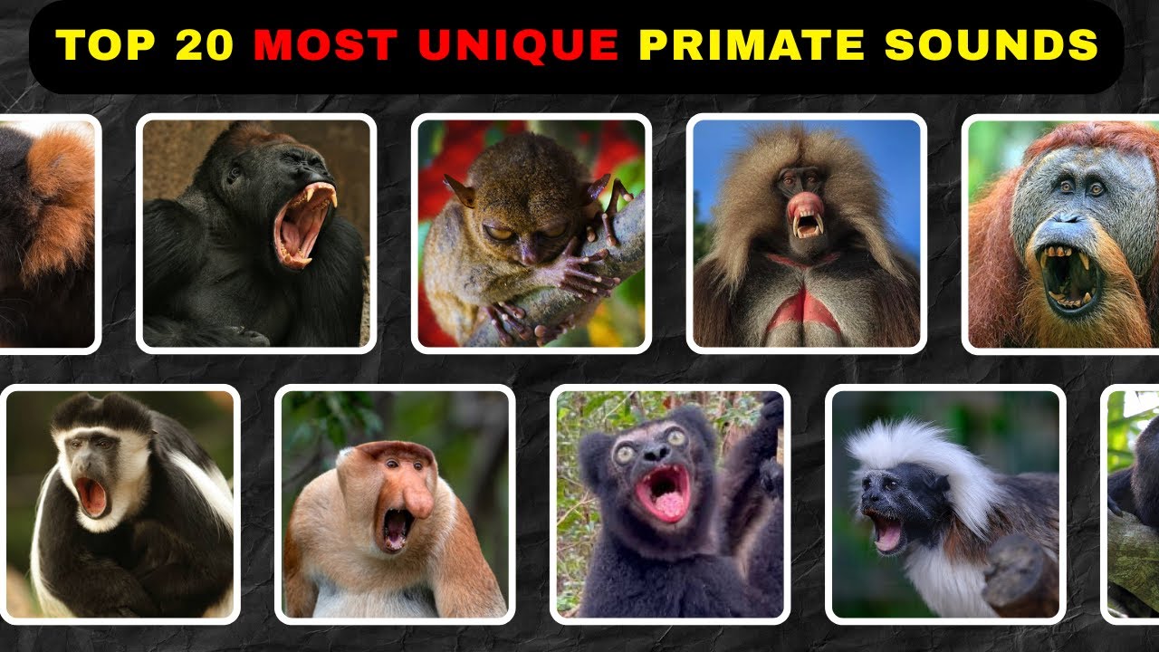 When Primates Calls — 20 Most Unique Primate Sounds You’ve Never Heard Before
