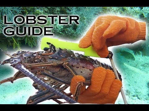 Florida Spiny Lobster Season - What You Need to Know