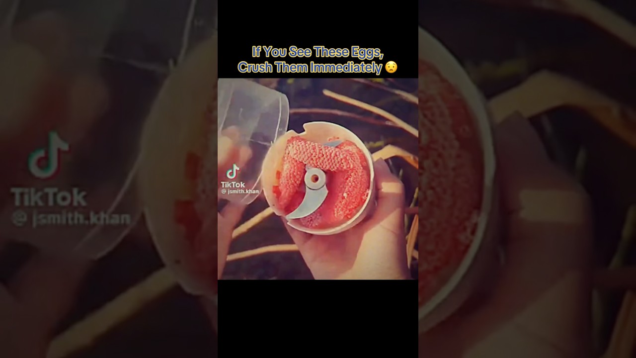 If You See These Eggs, Crush Them Immediately 💀 #interesting