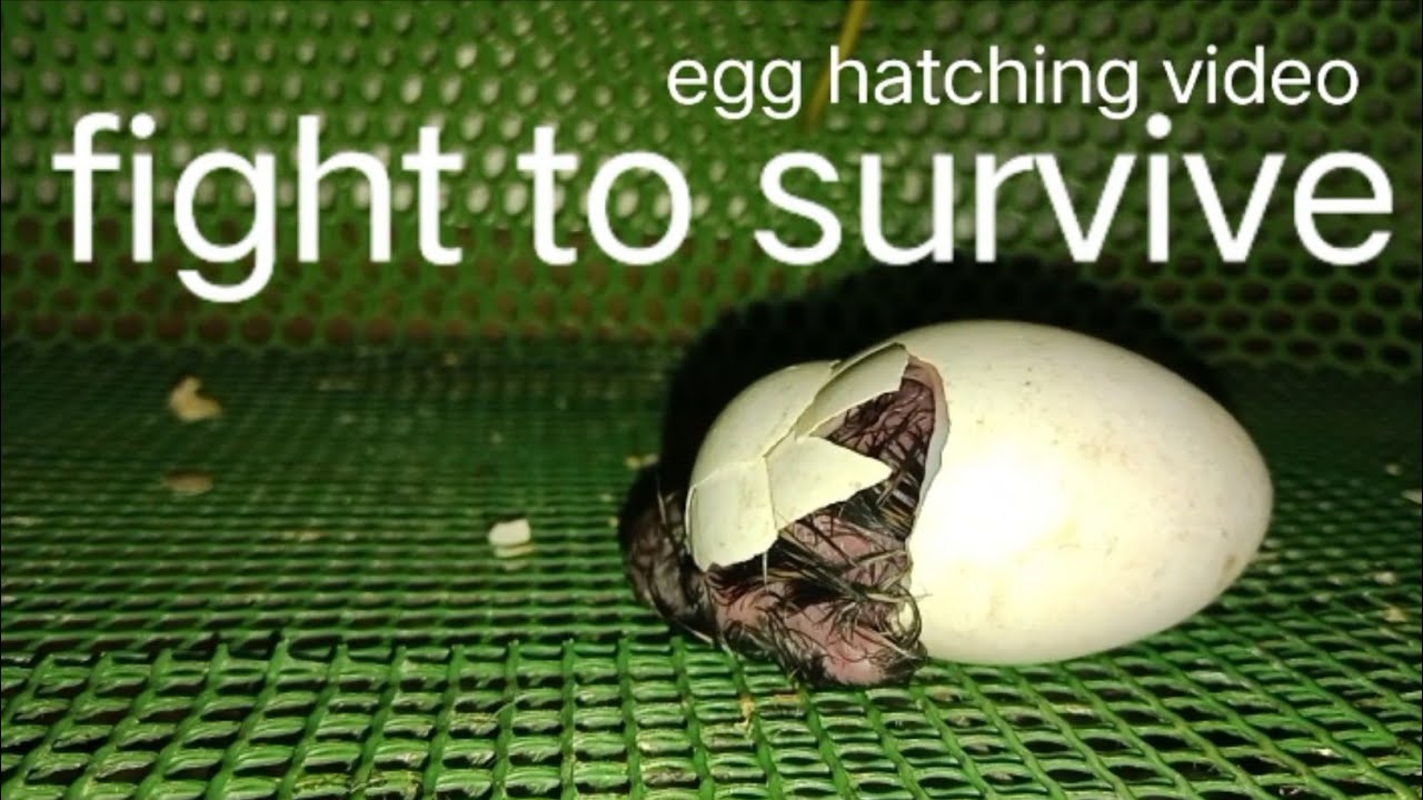 How do eggs hatch? || egg hatching video|| @krishakdada
