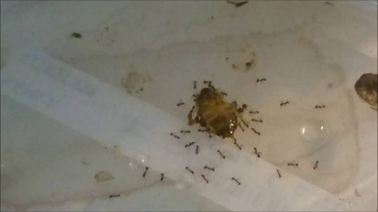 pheidole cf  indica vs cockroach