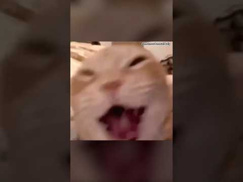 Laughing Cat Meme day 01 #cat #catmemes #laughingcats #laugh
