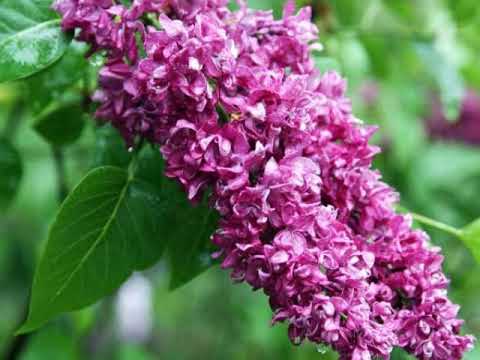 Magenta Lilacs represent Love