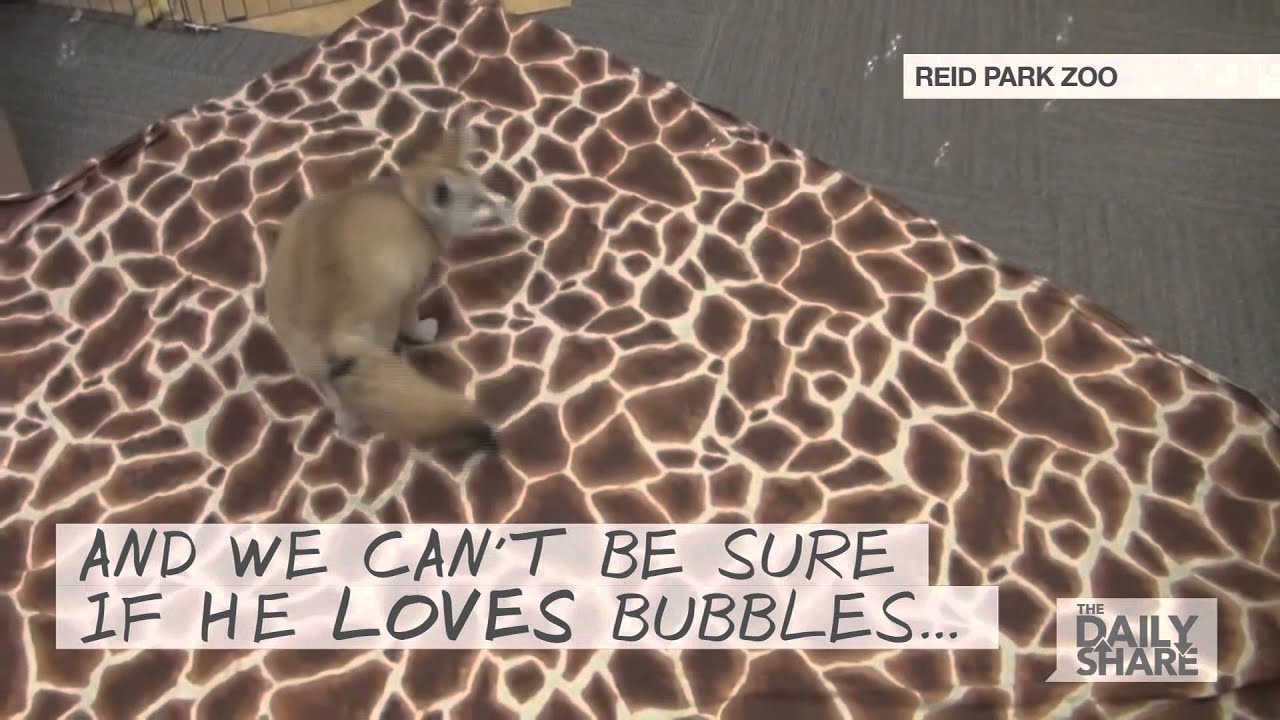 A fennec fox plays with bubbles!