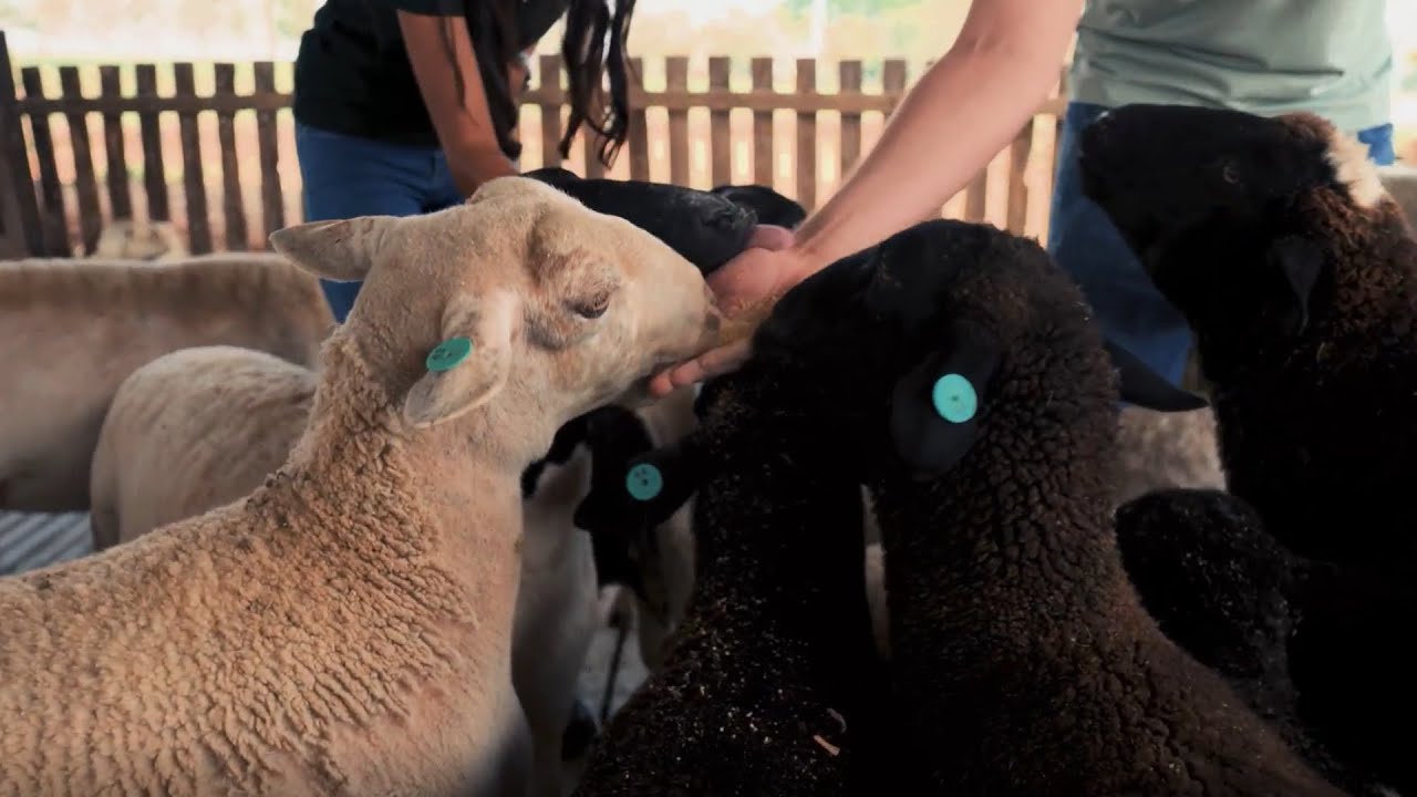 UNASP celebra 10 anos do curso de Engenharia Agronômica