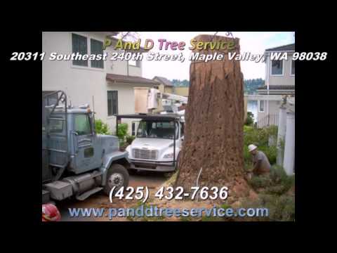 Tree_Cutting