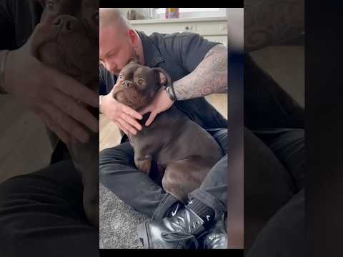 Animal Chiropractic #animals #dog #pitbull #puppy
