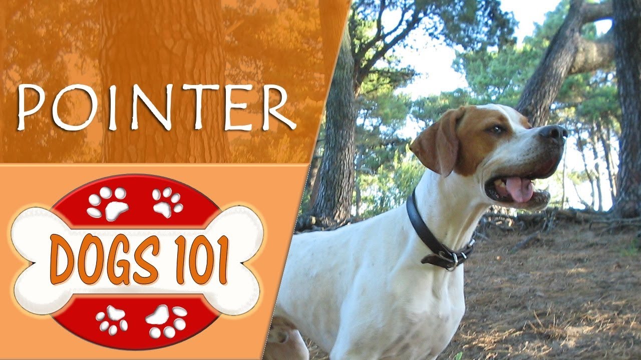 Dogs 101 - POINTER - Top Dog Facts About the POINTER