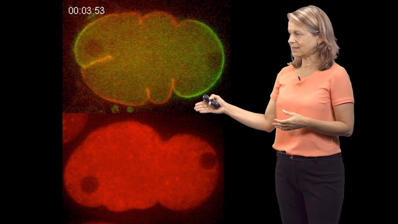 Geraldine Seydoux (Johns Hopkins / HHMI) 2: How to Polarize the Cytoplasm