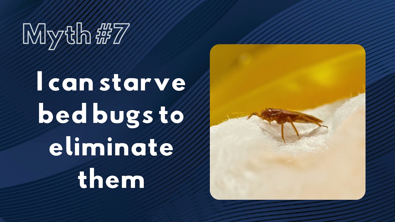 Top 10 Myths About Bed Bugs