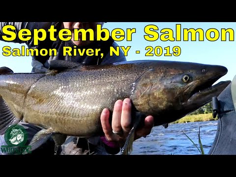 September Salmon - Part 1 - Salmon River, NY - DSR