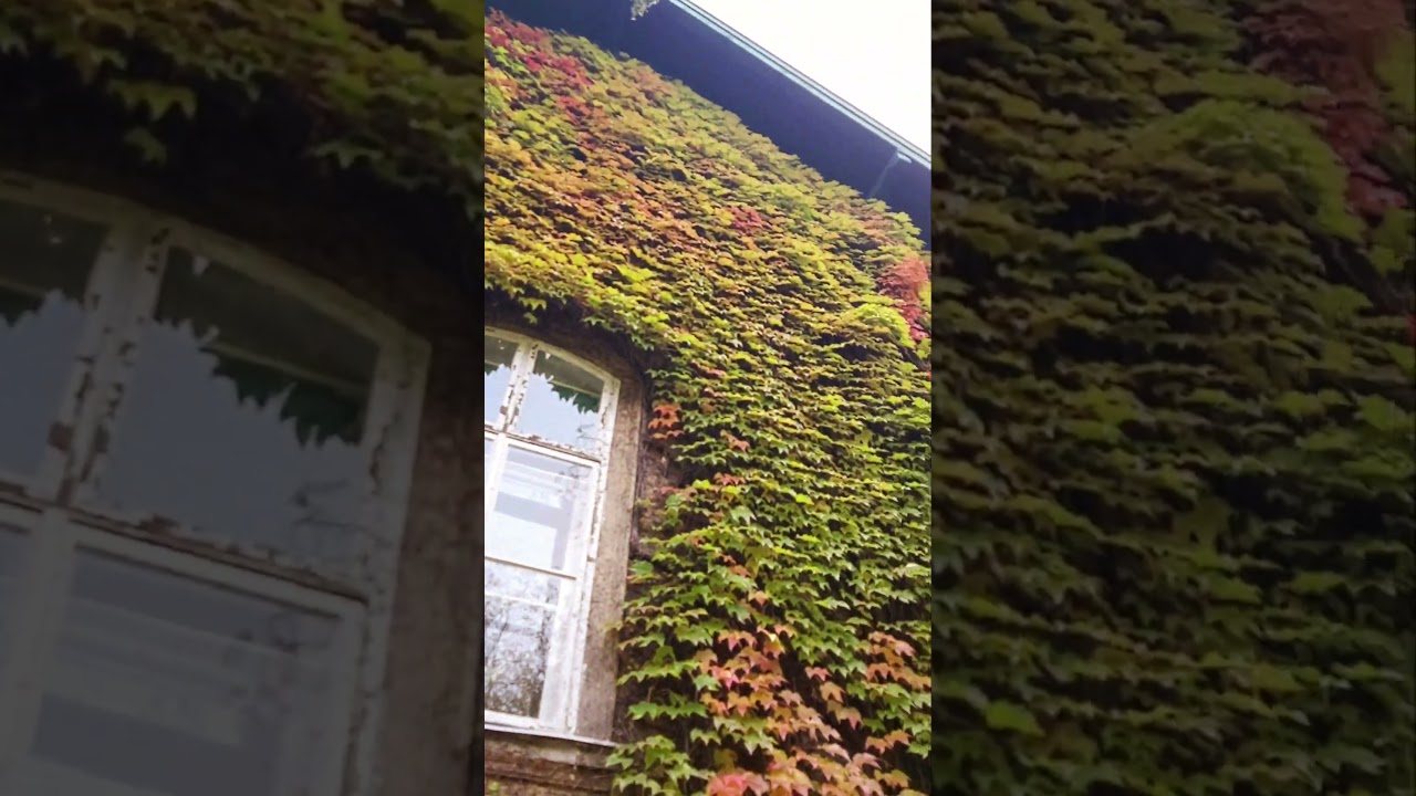 House covered in common ivy (Hedera helix)
