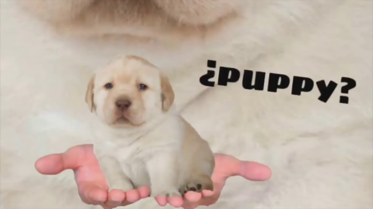 ¿Quieres? Meme Review Edition Compilation
