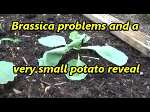 Brassica problems and a very small potato reveal 12 07 19