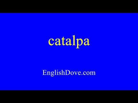 How to pronounce catalpa in American English