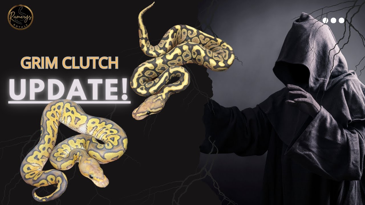“CRAZY NEW Ball Python Pattern Gene! 🔥 You’ve NEVER Seen This Before!” #PatternMorph #ballpython