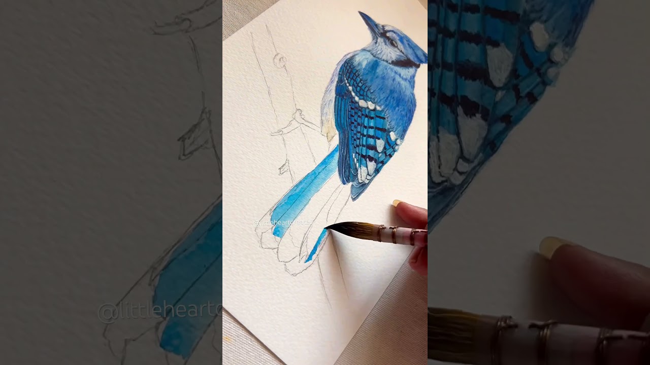 Bluejay! 🐦 From the series’Little Birdie!’💙 #shorts #watercolor #art