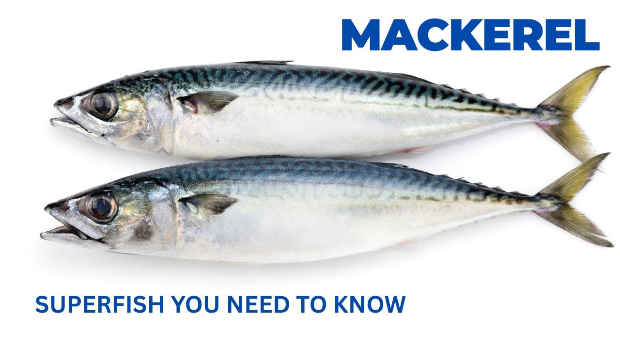 Mackerel: The Super fish You Need to Know