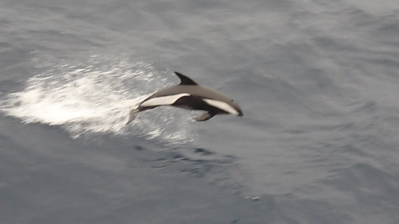 Hourglass Dolphin, Lagenorhynchus cruciger, Drake Passage, 30 Mar 2012