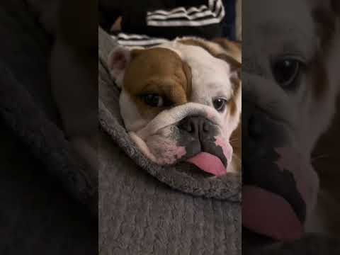 English Bulldogs tongue does not stick out 🤫💖