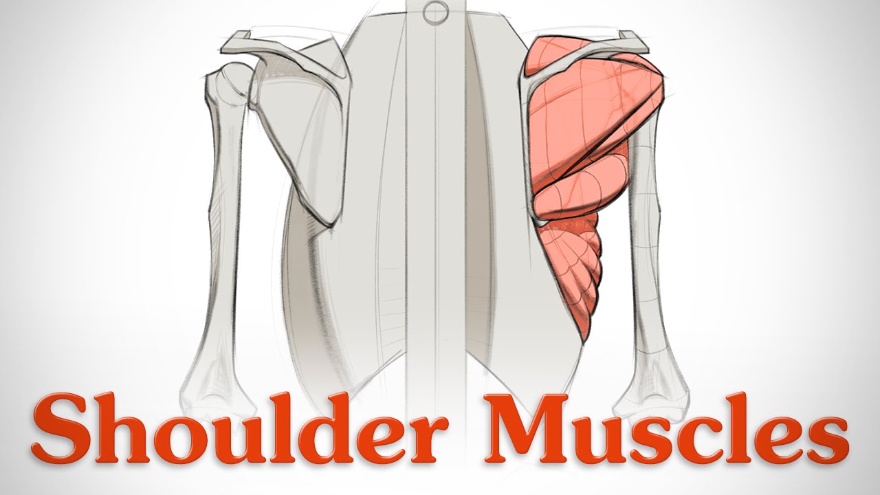 How to Draw Shoulder Muscles - Anatomy and Motion