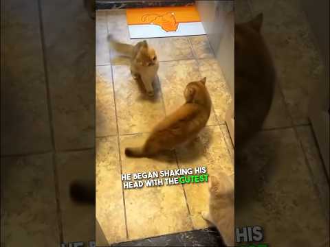 Cat shows off his boxing skills ๐