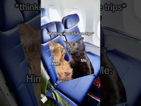 CAT MEMES ????You bought a plane ticket at 4:30am to save money #catmemes #relatable #relationship