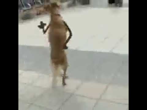 Dog gif
