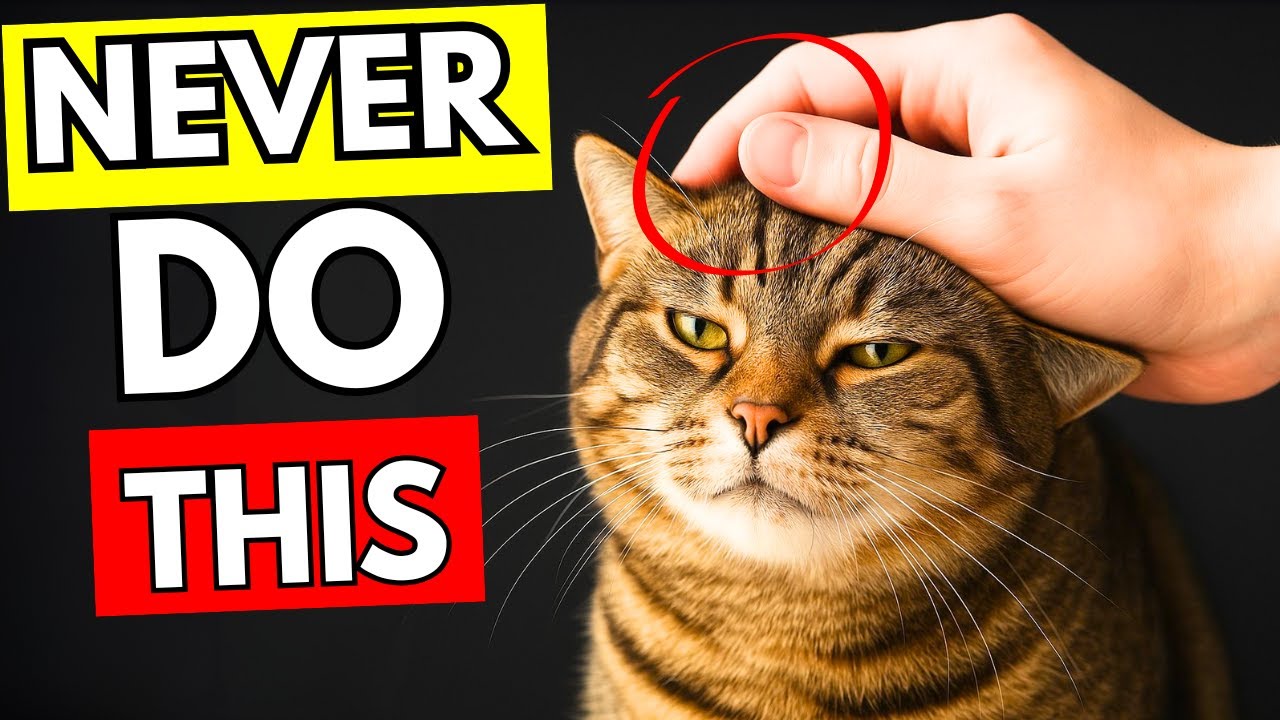 7 Surprising Things Cats Absolutely Hate the Most!