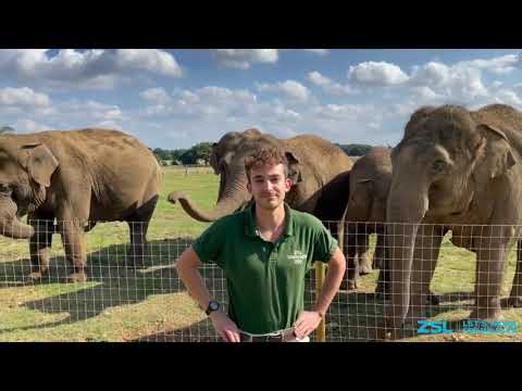 ZSL London and Whipsnade Zoos ABMA Behavior Month Presentation 3--Elephant Welfare