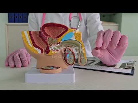 Unlocking the Secrets of Male Reproductive Anatomy #MaleAnatomy #Reproductive Medical wikipedia