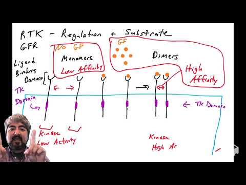 RTKs - regulation and activity