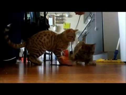 Steam Community :: Video :: Bengal Kittens Dexxy & Steak: Warp Factor 7