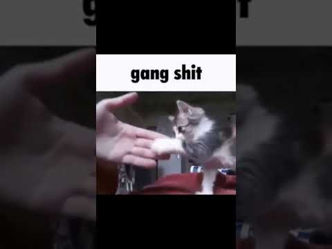 cat gifs